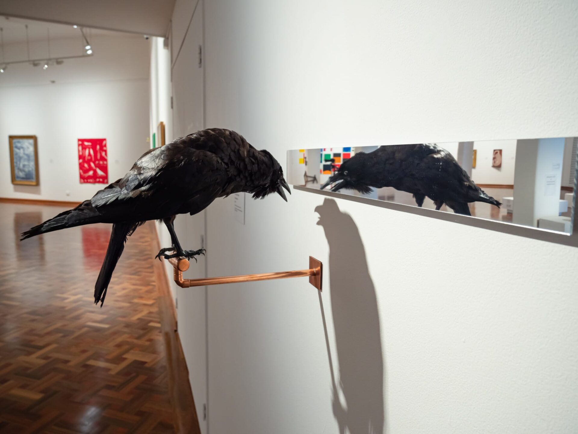 Birds and Language Exhibition – Madeleine Teresa Kelly Artist